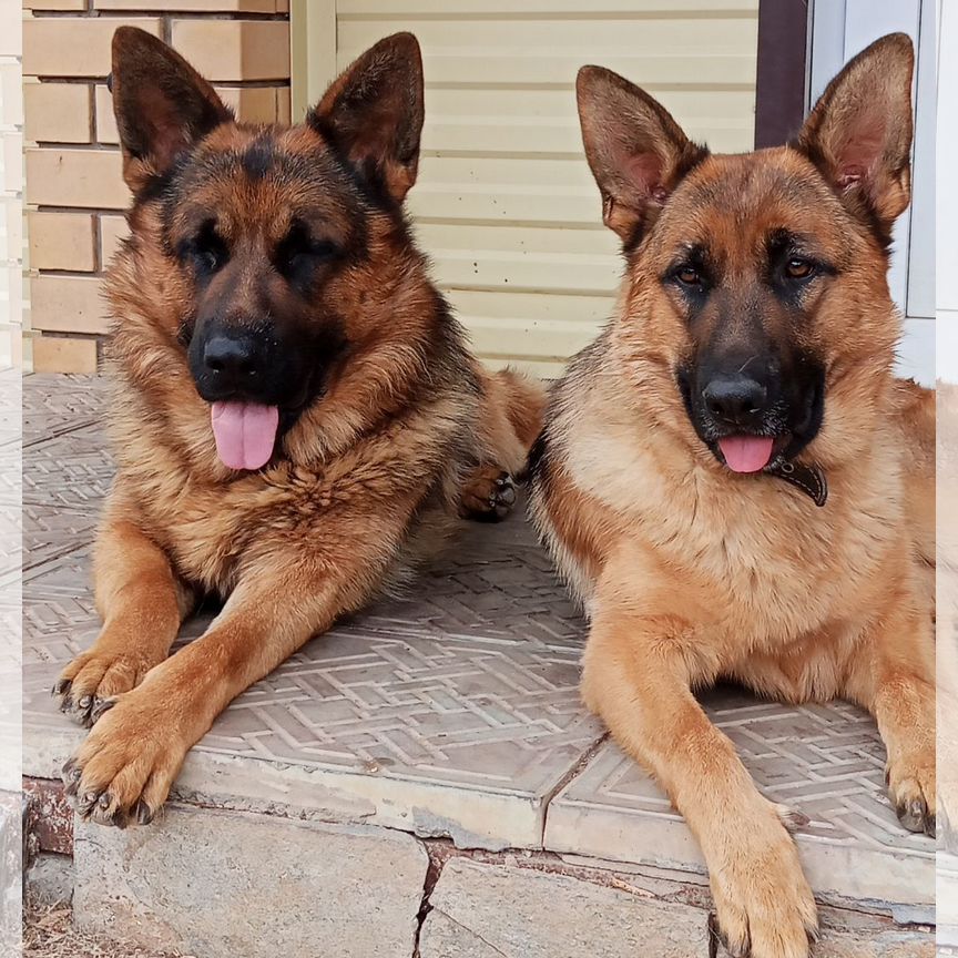 Немецкая овчарка, щенок