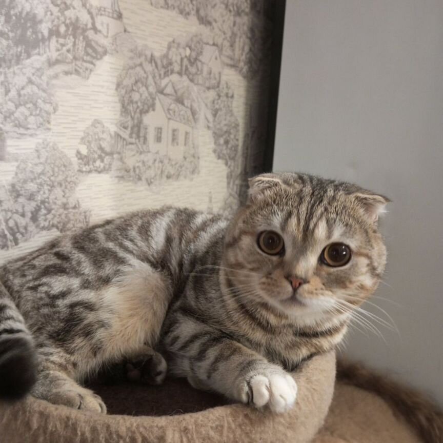 Шотландская вислоухая кошка бесплатно