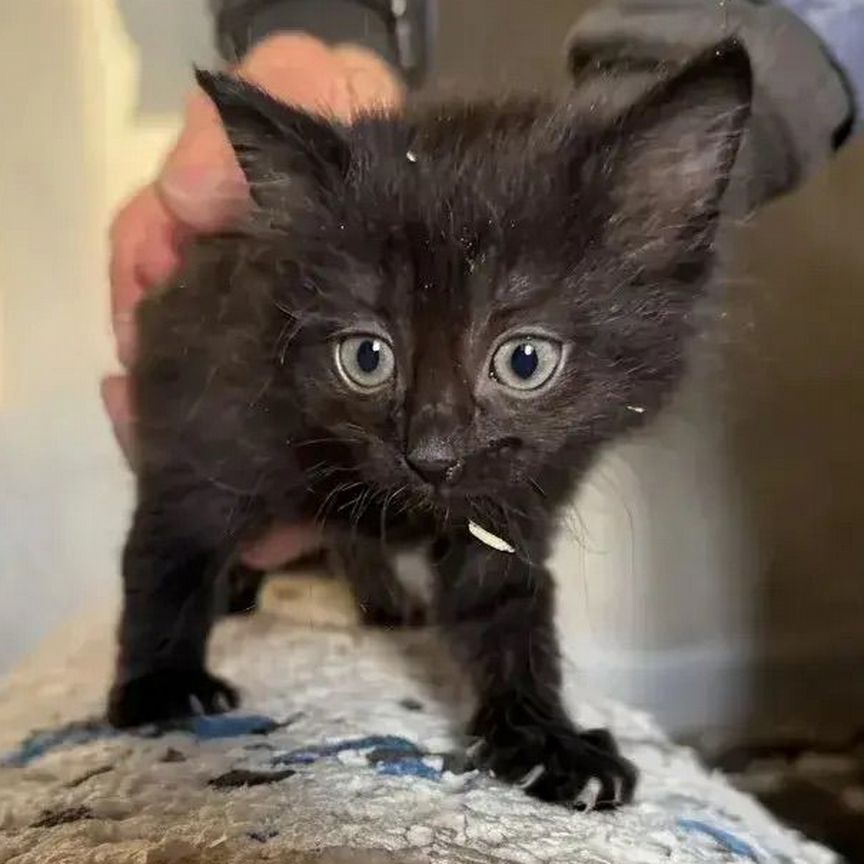 Котёнок в добрые руки