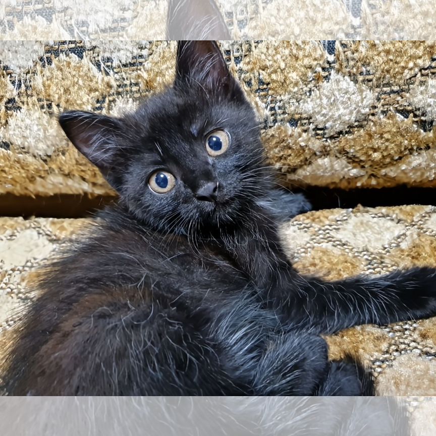 Котенок