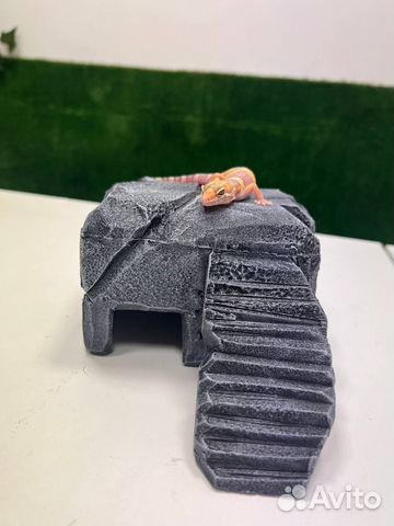 Зублефар геккон