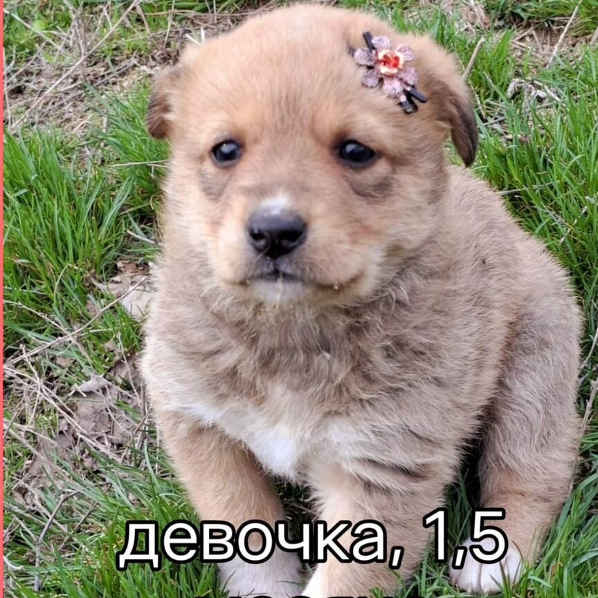 Щенок девочка в добрые руки