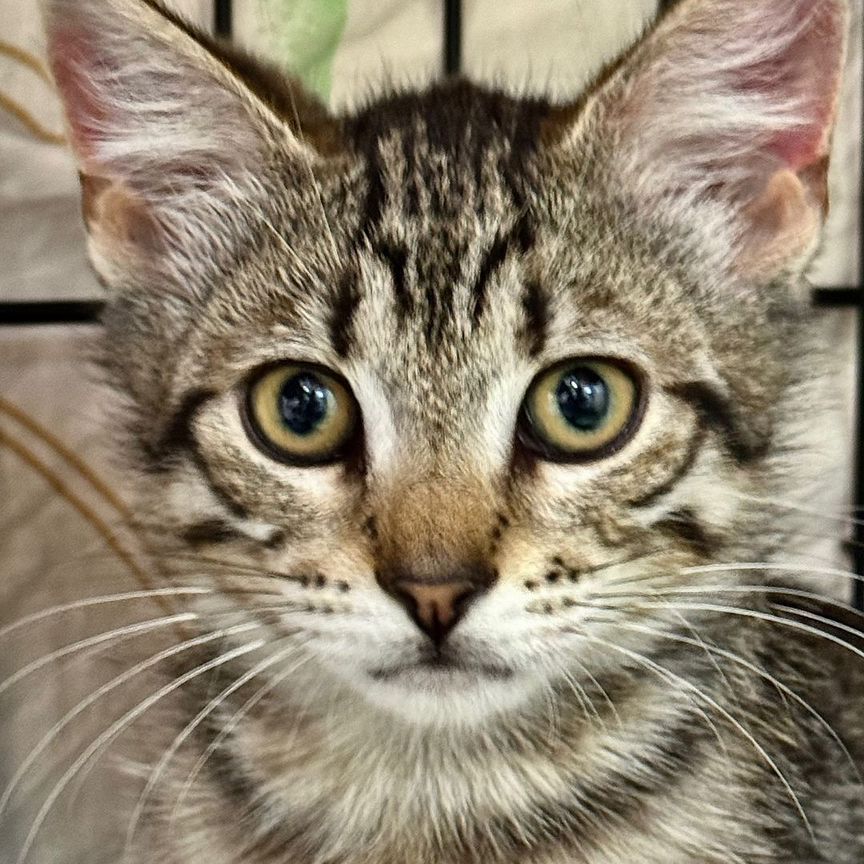 Котёнок