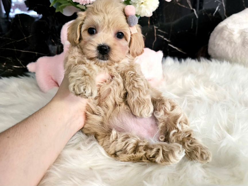 Мальтипу (mini)