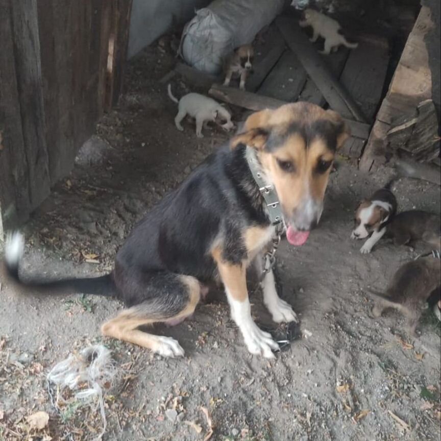 Щенки в добрые руки