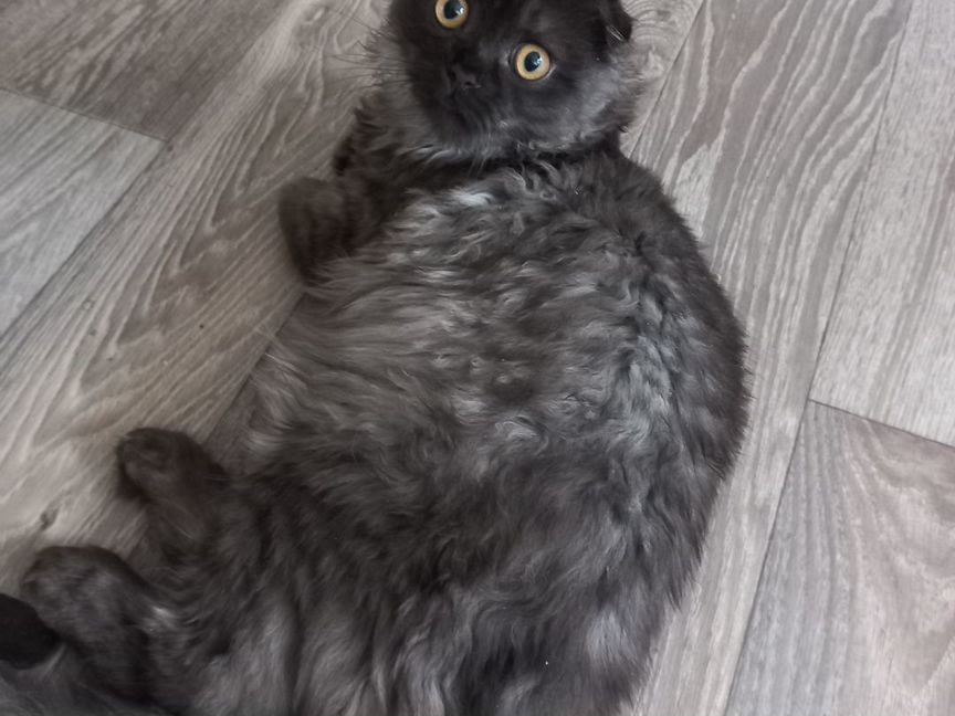 Бесплатно отдаю котика вислоухого 5 месяцев