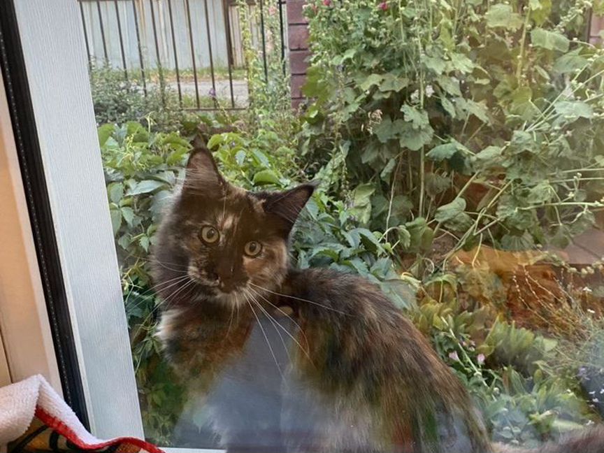 Кошечка породы Мейн кун