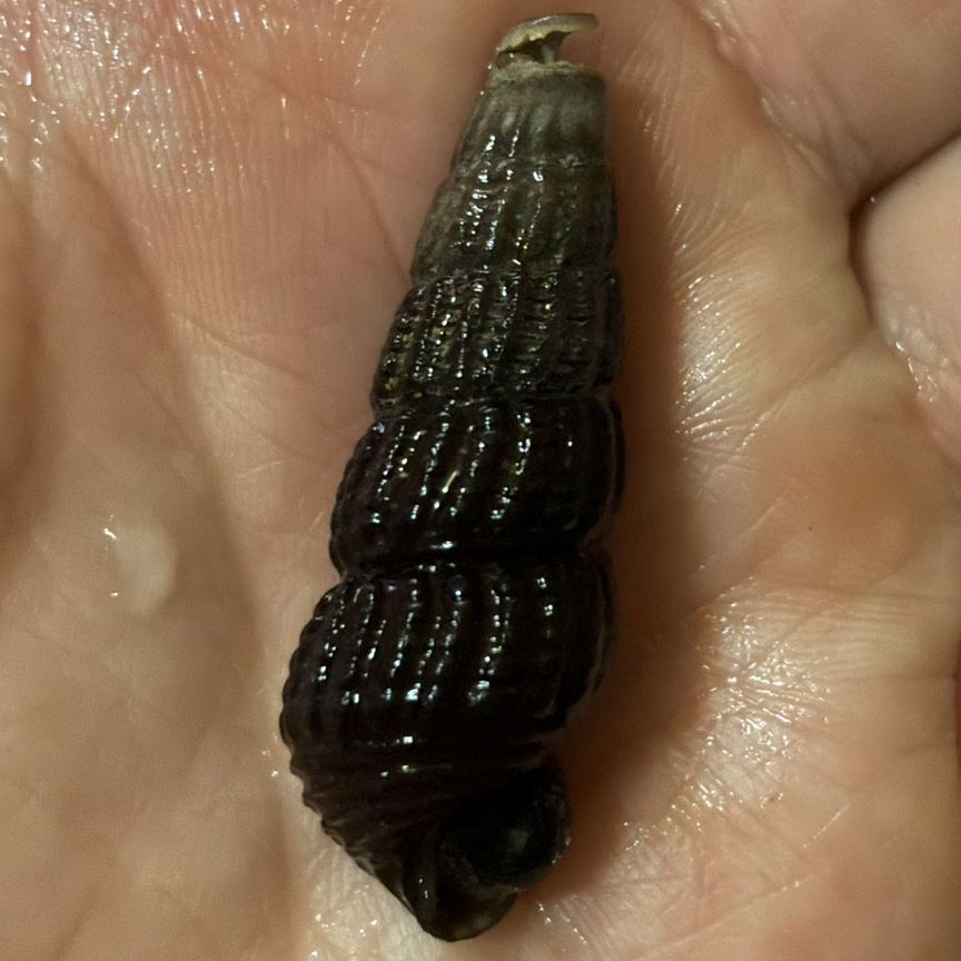 Улитки тиломелания