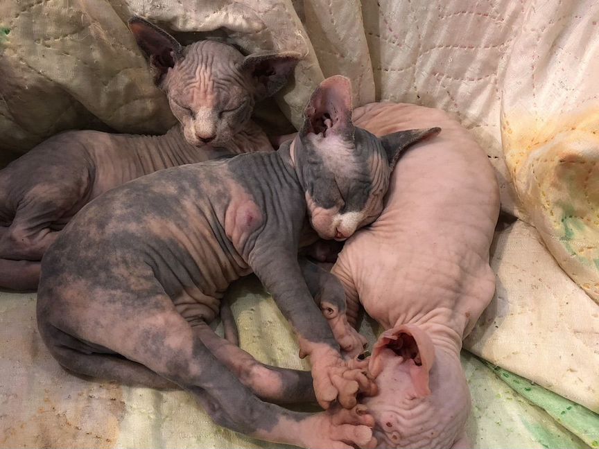 Канадский сфинкс котетята