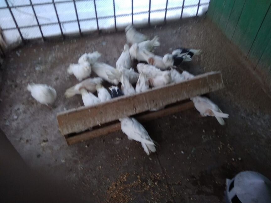 Голуби китайская чайка