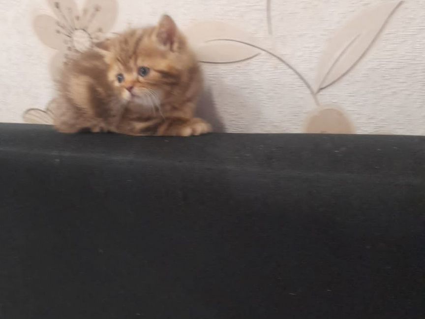 Шотландские котятки