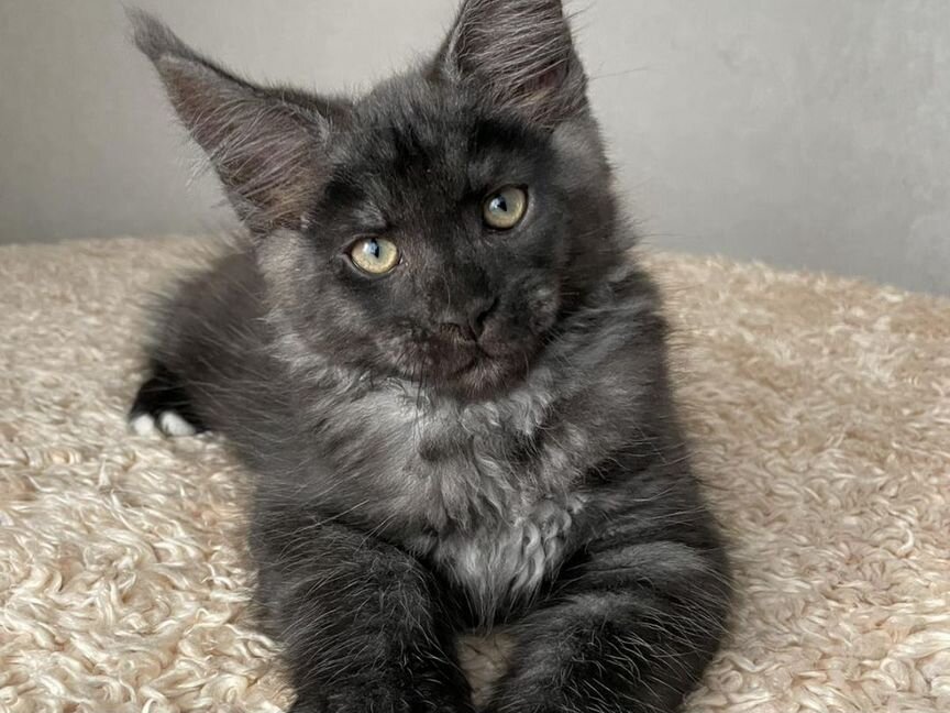 Котята мейн-кун черный