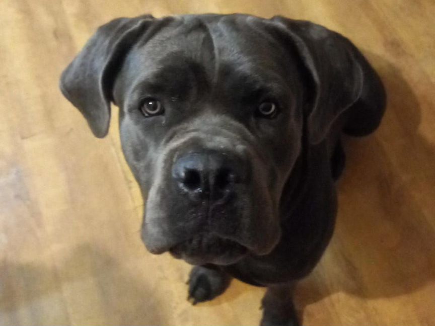 Щенки кане Корсо