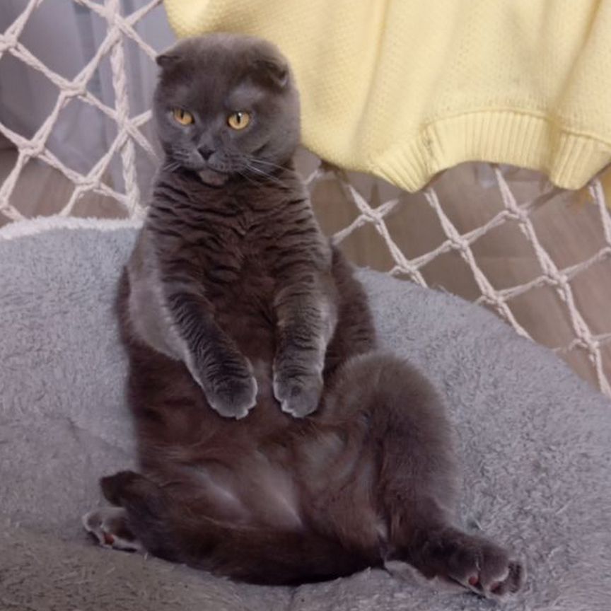 Шотландская вислоухая короткошёрстная, взрослая кошка
