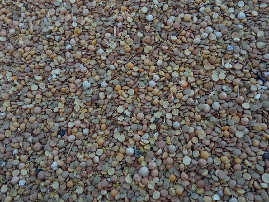 Горох чечевица нут