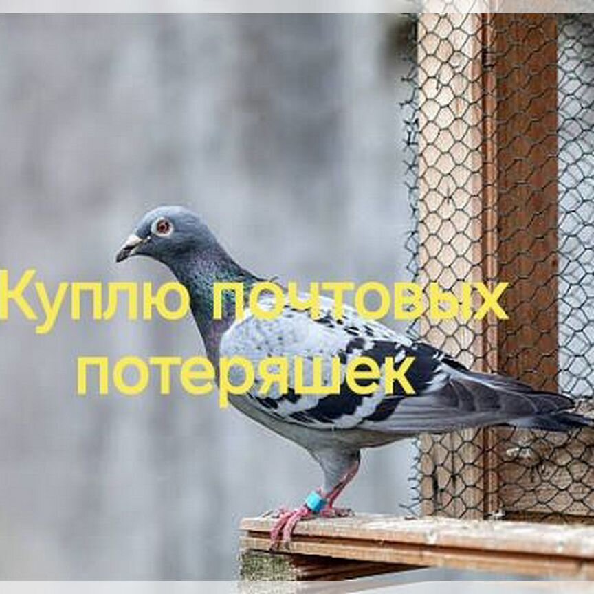 Голуби почтовые