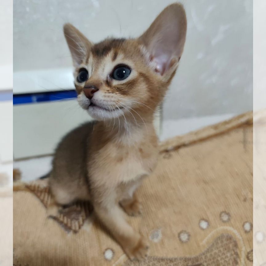 Абиссинский котёнок