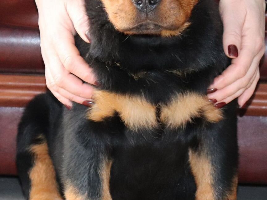 Ротвейлера мальчуган продажа