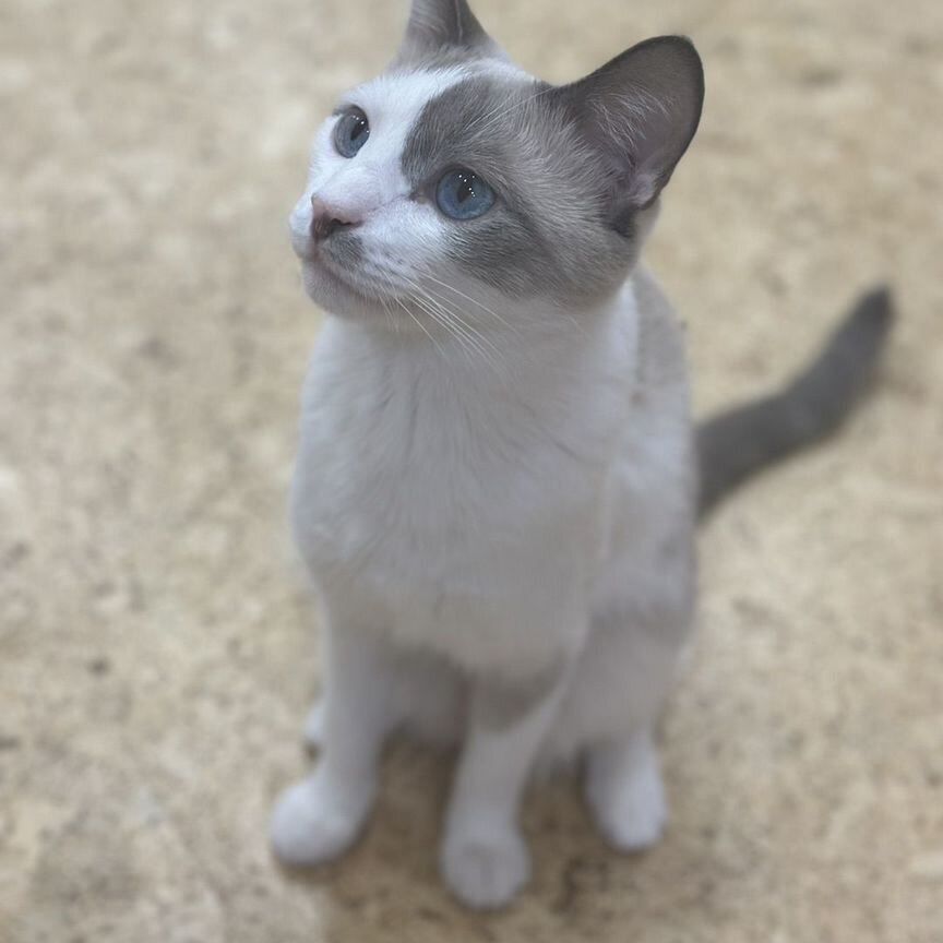 Кот Ирис