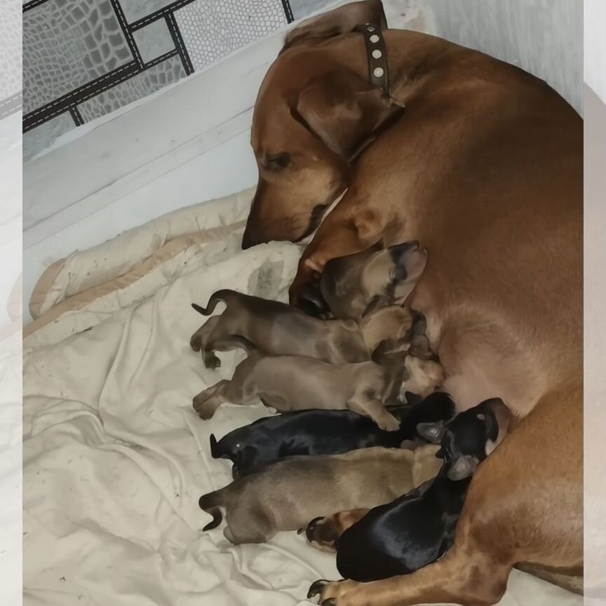 Такса, щенок