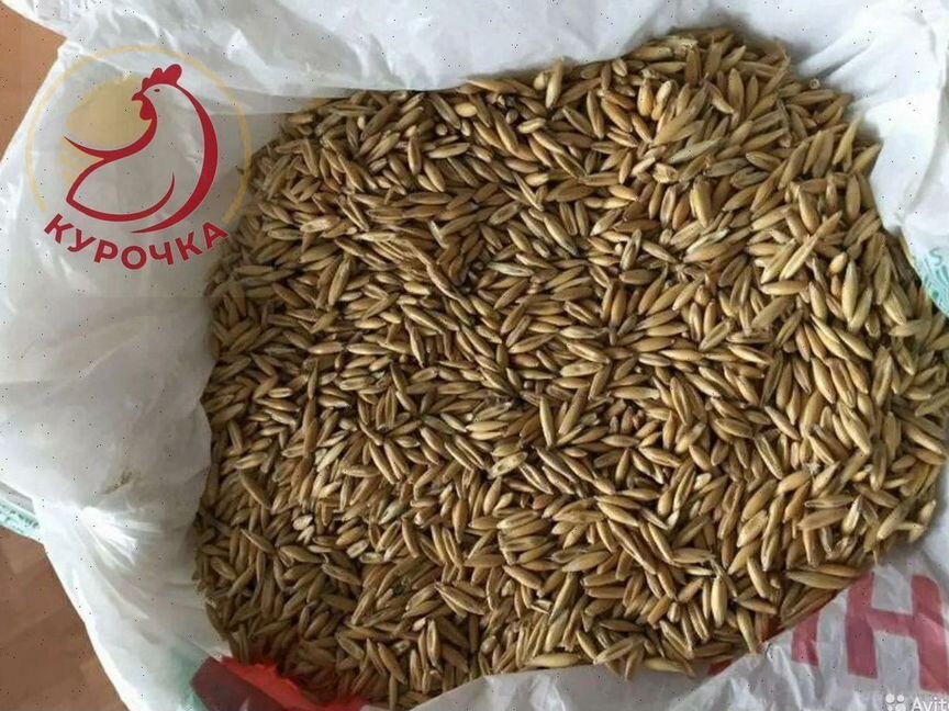 Зерно, овес, ячмеь пшеница