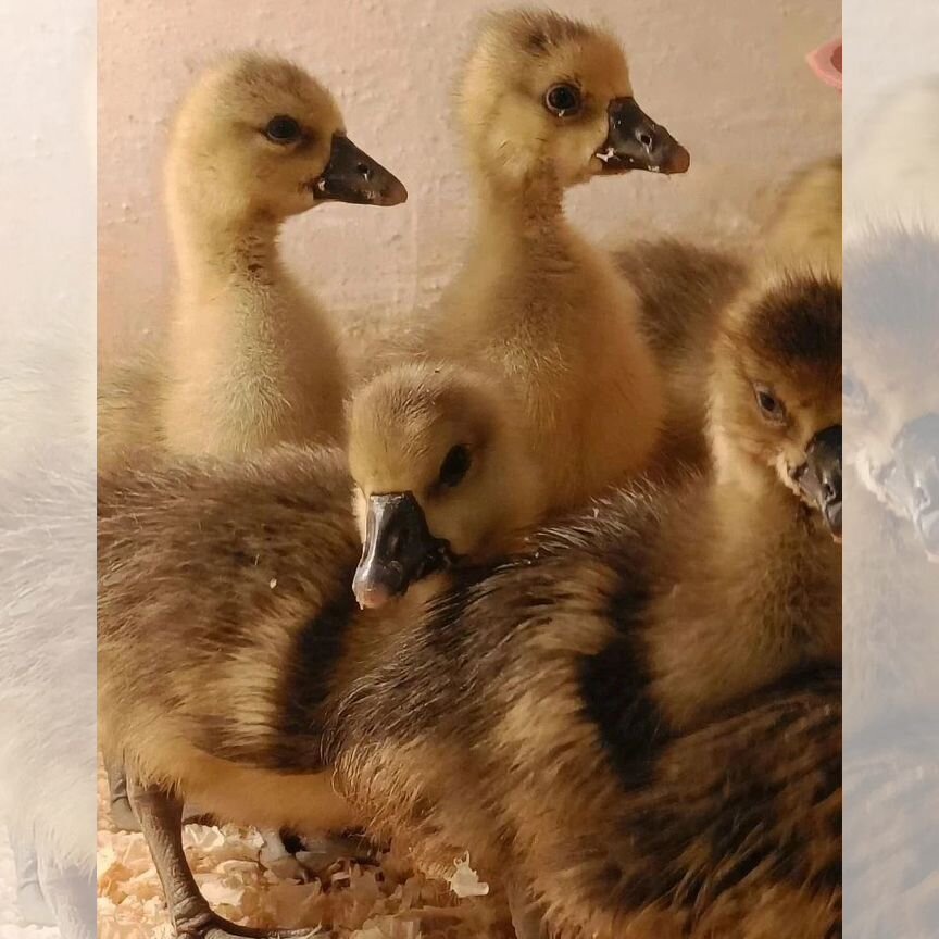 Продам гусят