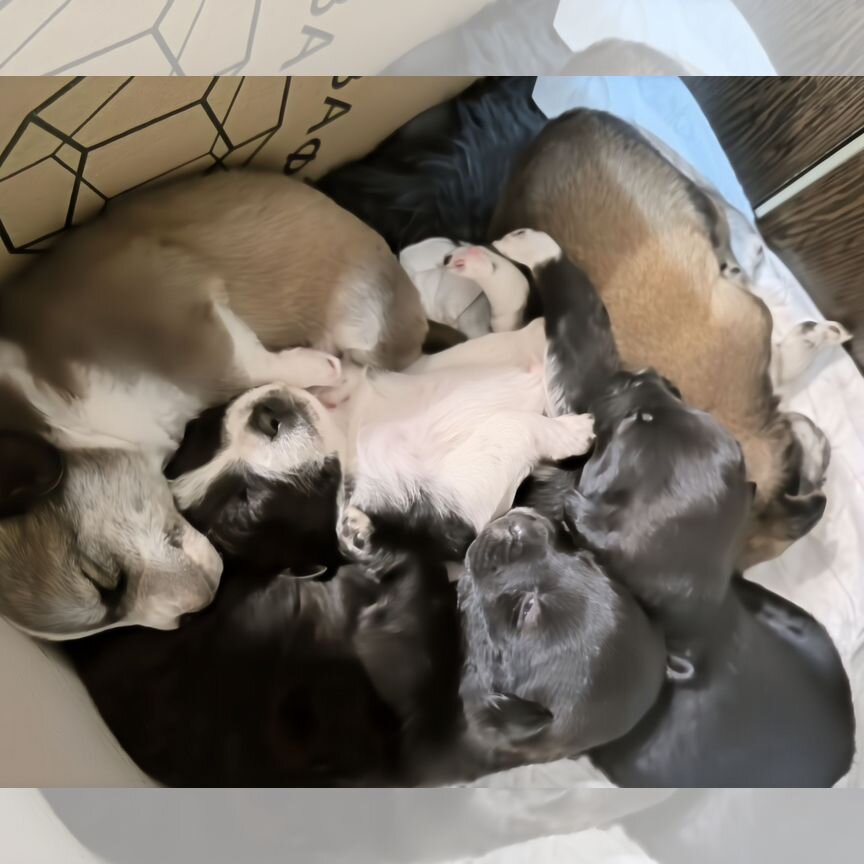 Русский охотничий спаниель, щенок