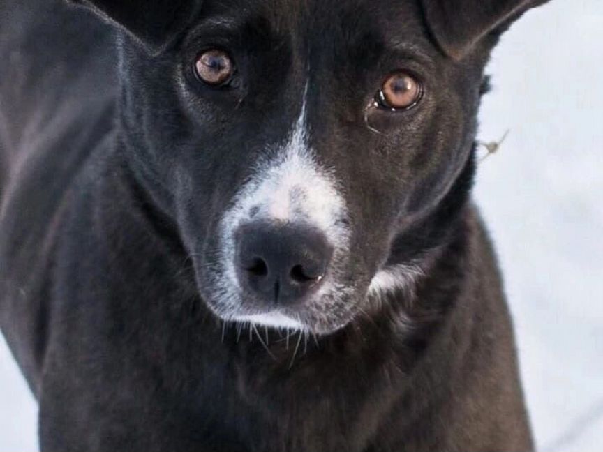 Собака по имени Багира ищет дом