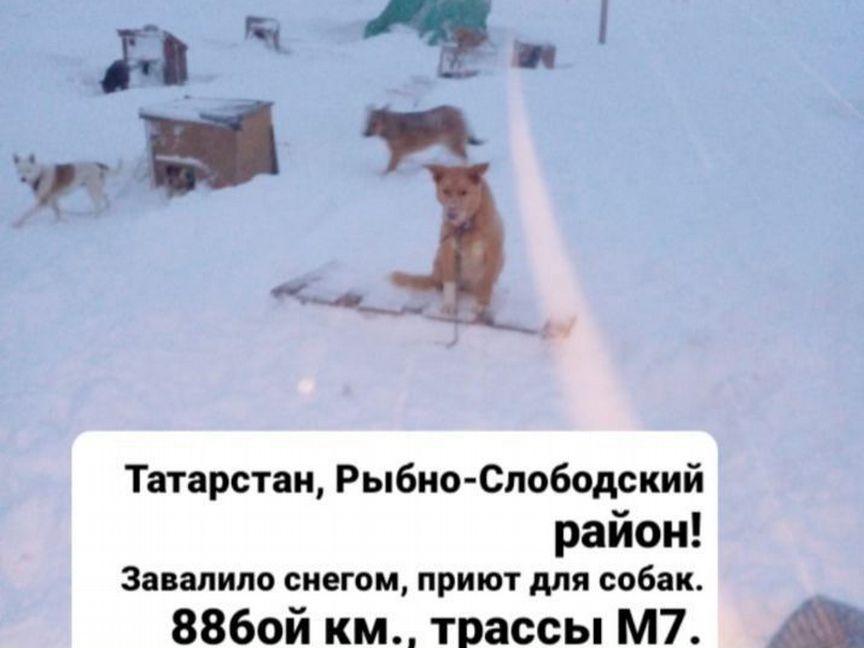 Собаки. Погибнут от стихии