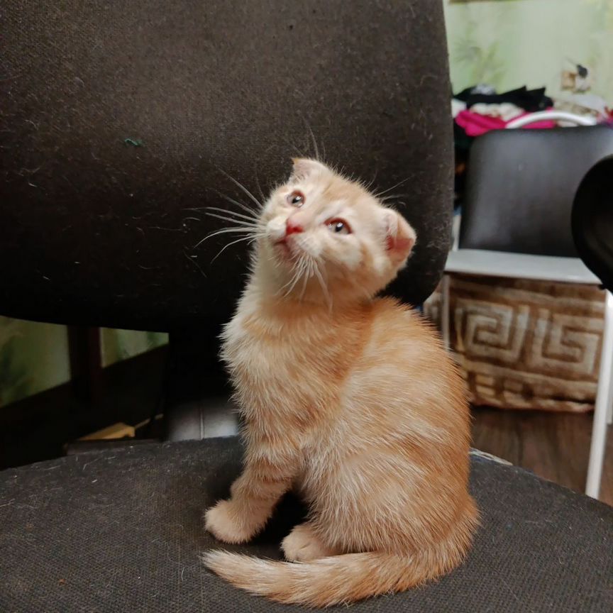 Котята в добрые руки бесплатно