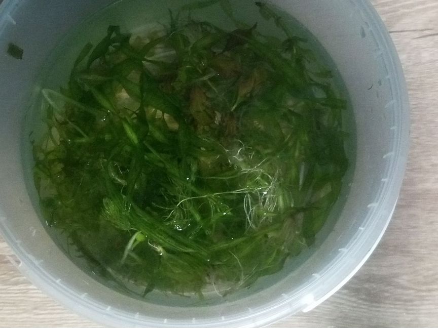 Аквариумное растение