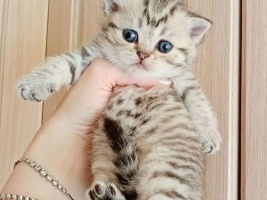 Шотландские плюшевые котодетки