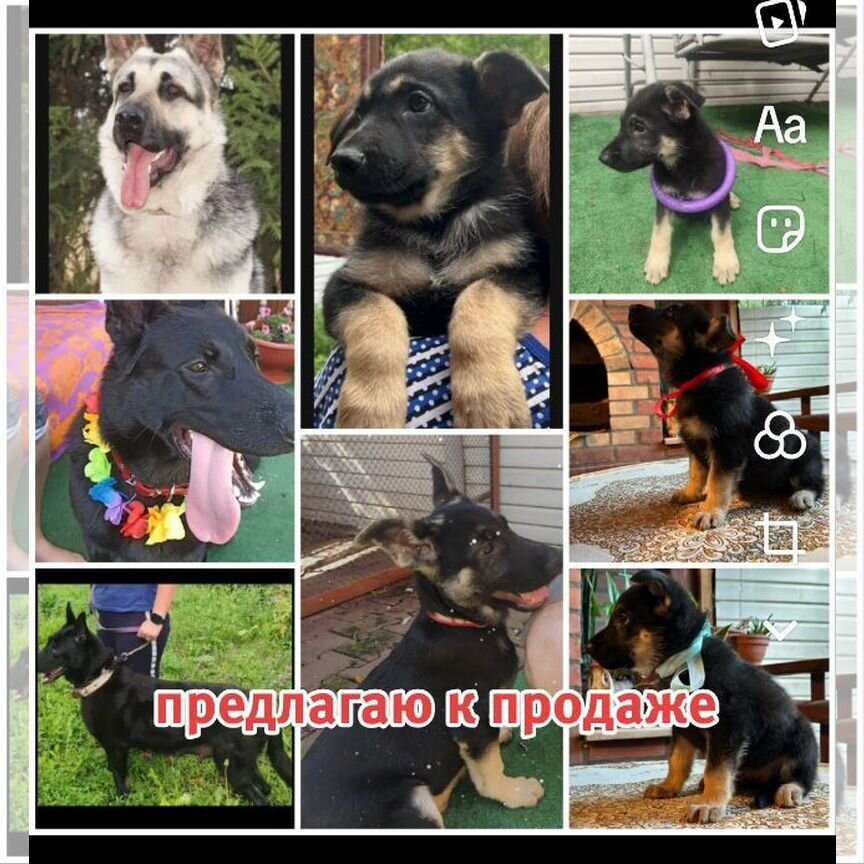 Восточноевропейская овчарка, щенок
