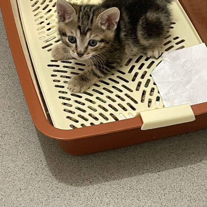 Котенок курильский бобтейл