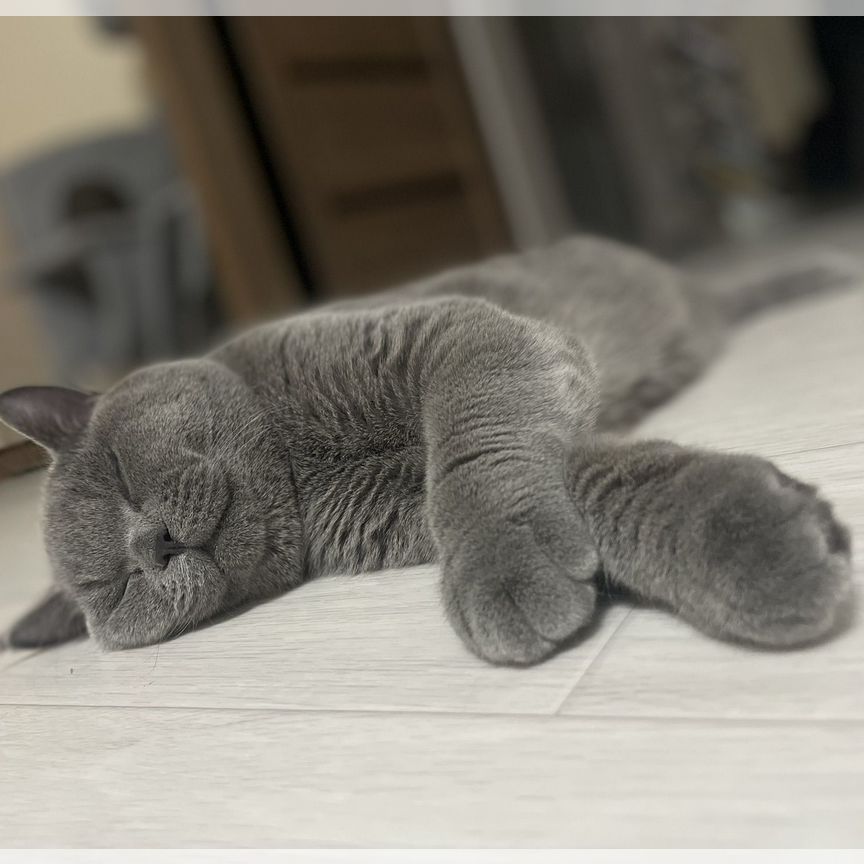 Отдам британского кота