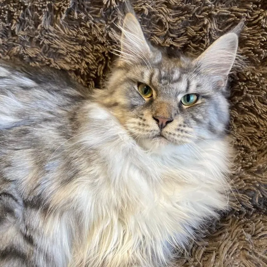 Котята мейн кун