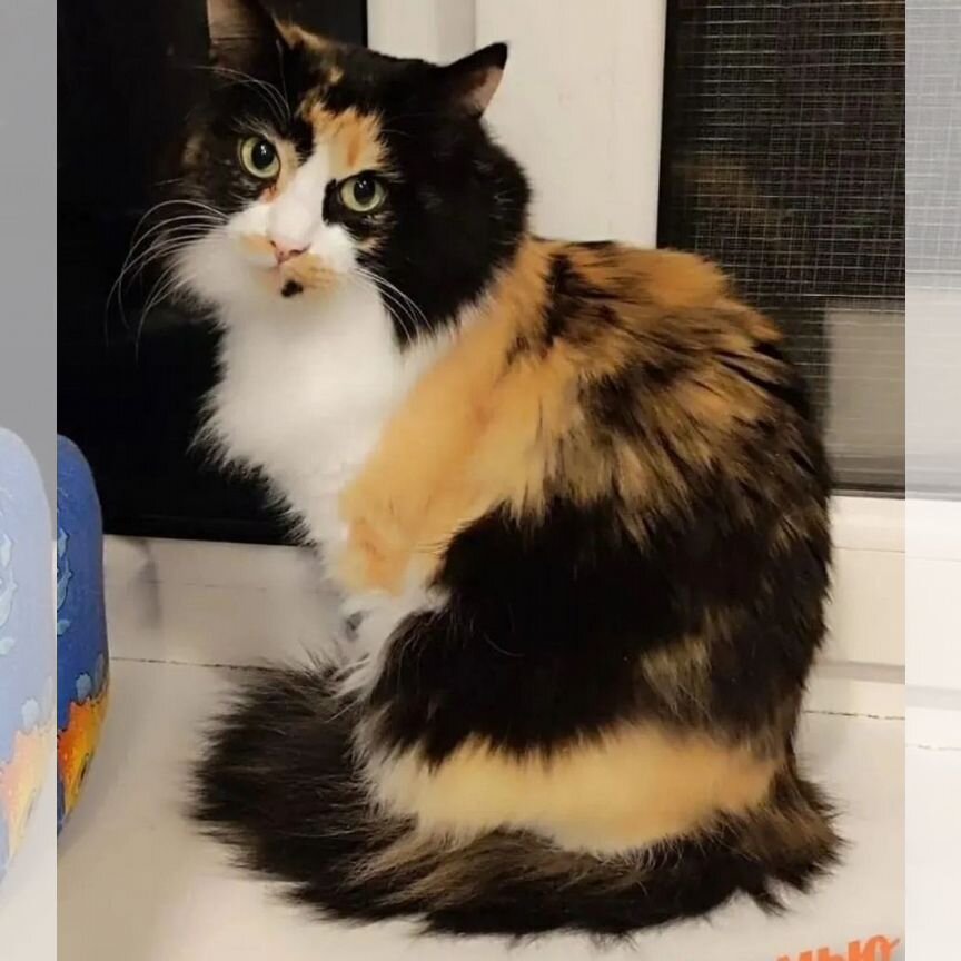 Сибирская кошка, взрослая