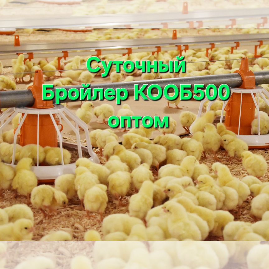 Бройлер кооб500 суточный оптом на 28 апреля