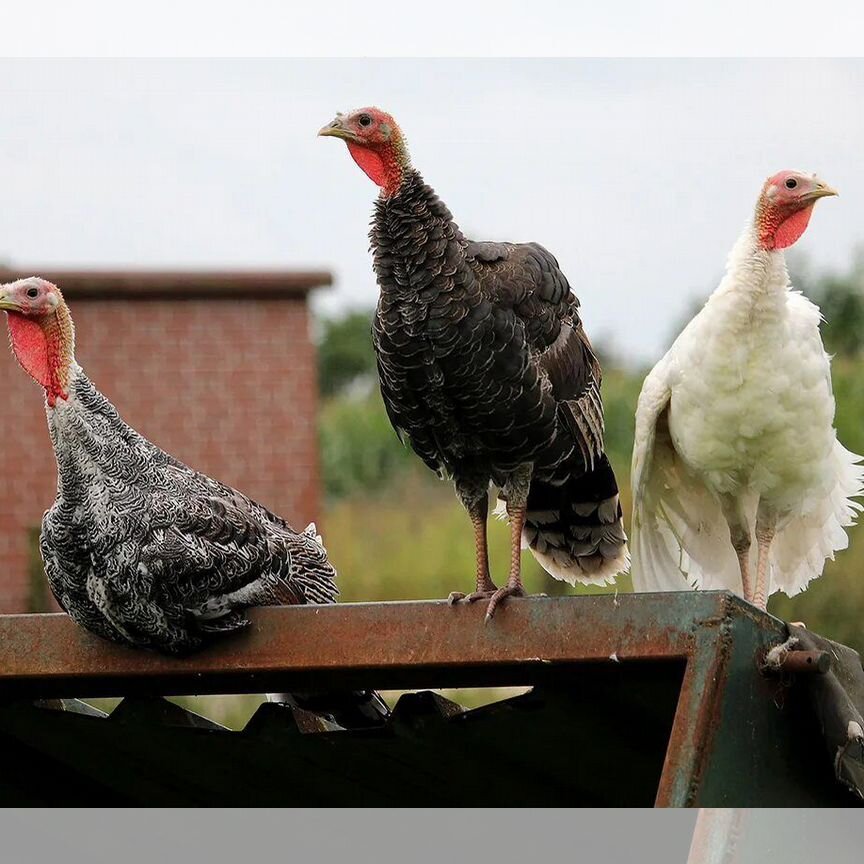 Индюки домашние