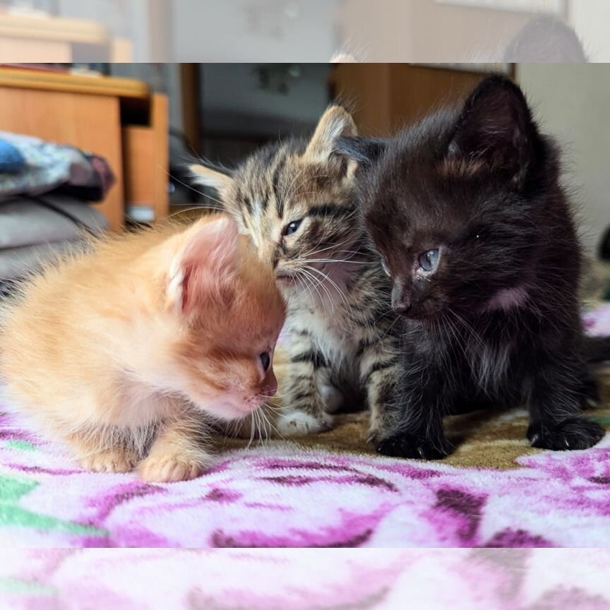 Котята коты
