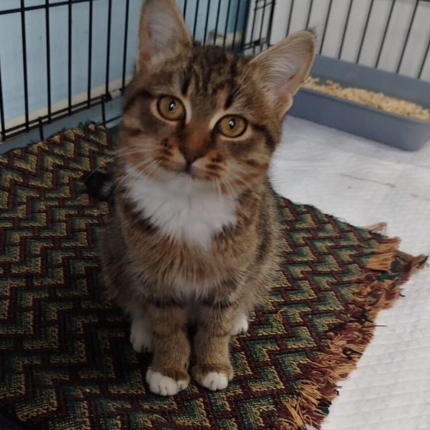 Котёнок в добрые руки