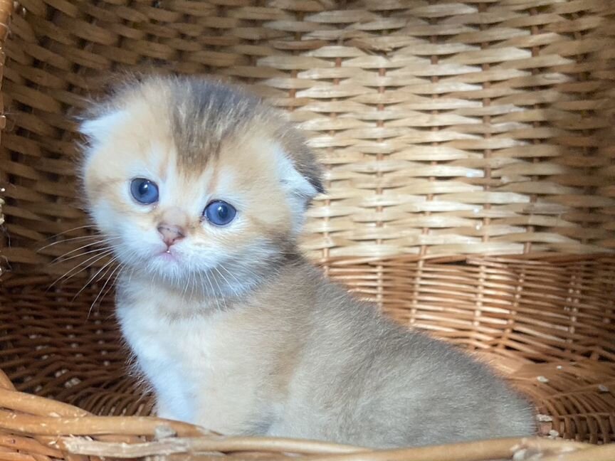 Шотландская кошечка