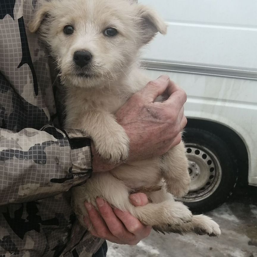Щенок в добрые руки