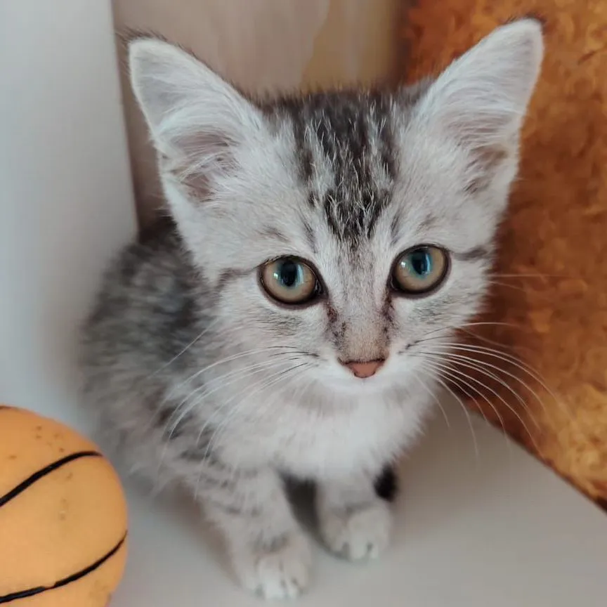 Котенок ищет дом