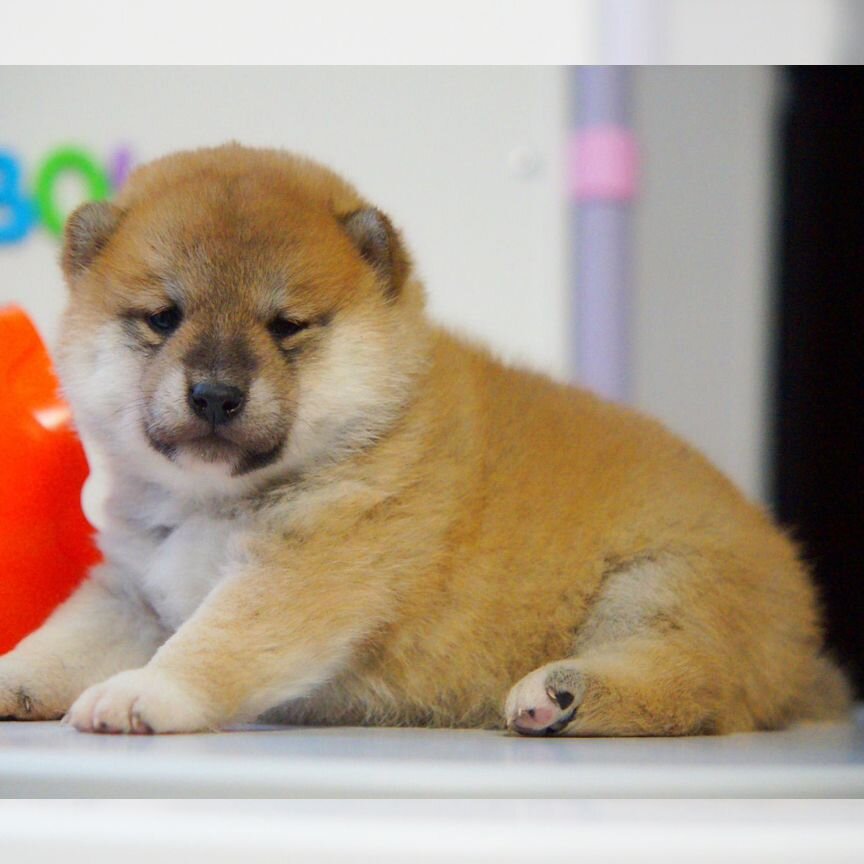 Сиба малыши из питомника