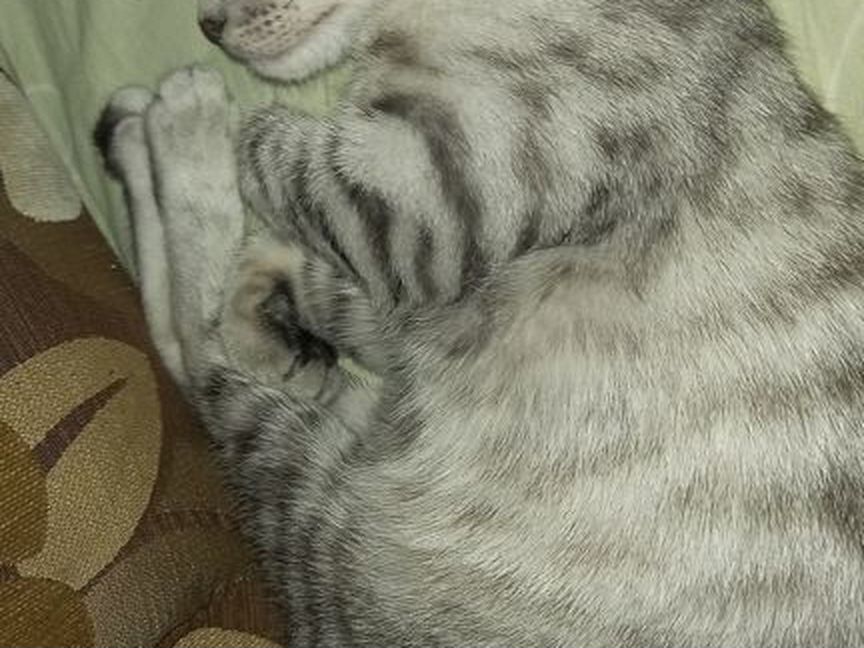 Котенок девочка окрас "вискас"