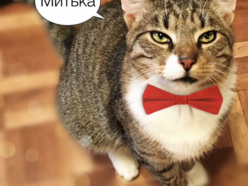 Котик в дар