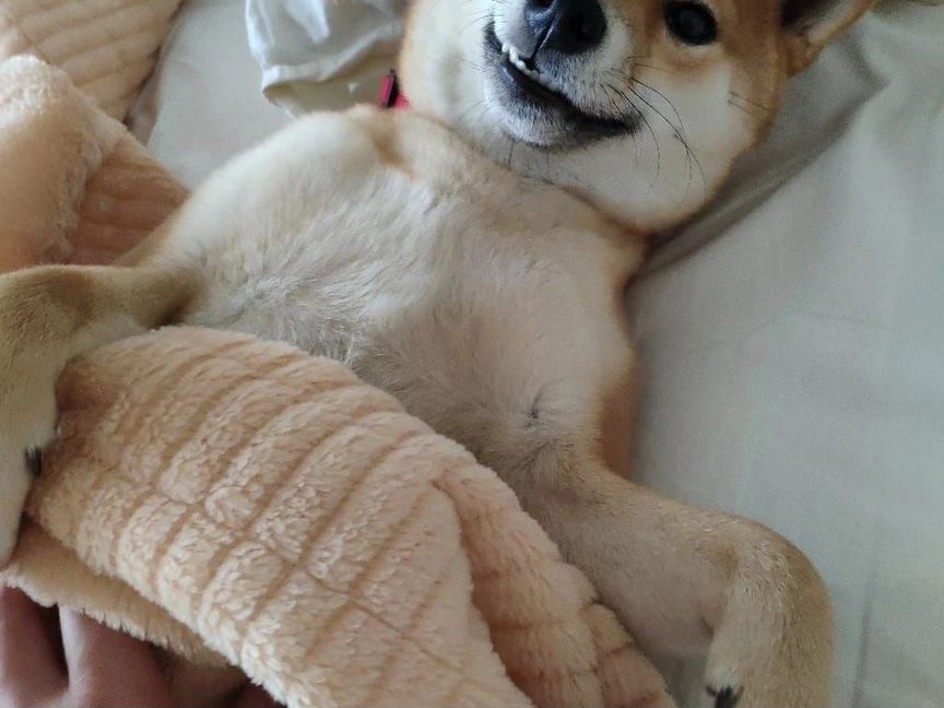 Щенок Сиба ину Шиба от собаки Улыбаки