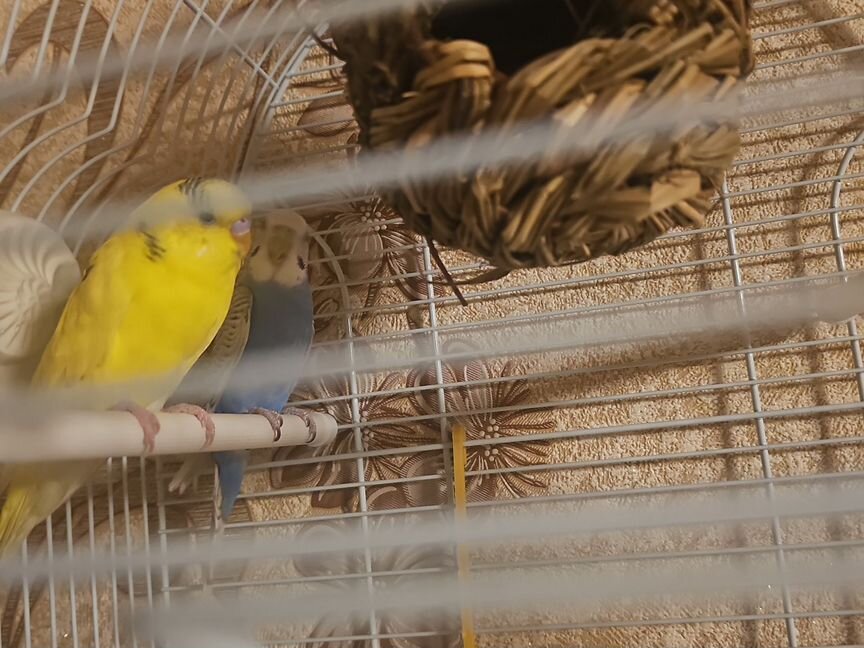 Продм попугаев мальчик и девочку