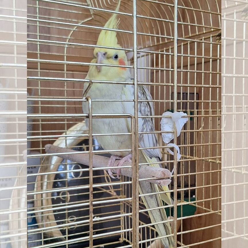 Попугай корелла с клеткой